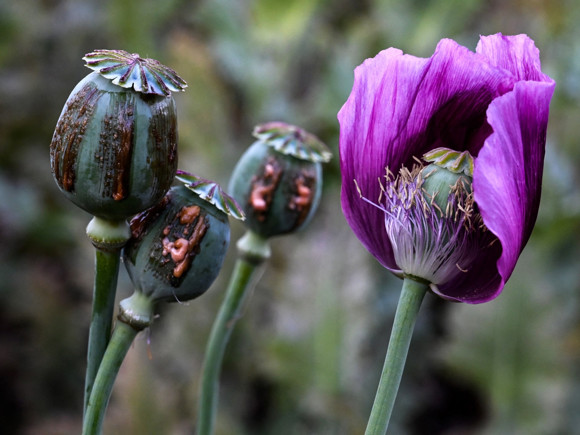 Myanmar Opium Cultivation Soars to 10-Year High Amid Conflict, Fueling ...