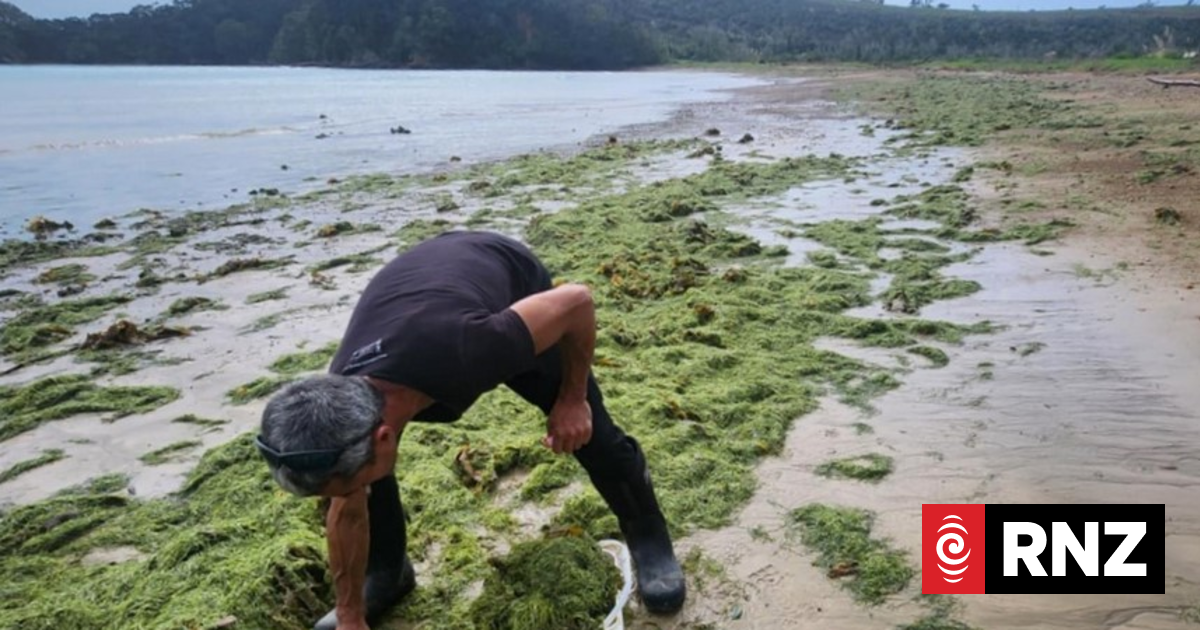 Caulerpa Retreat: Invasive Seaweed Vanishes in Northland, Hauraki Gulf